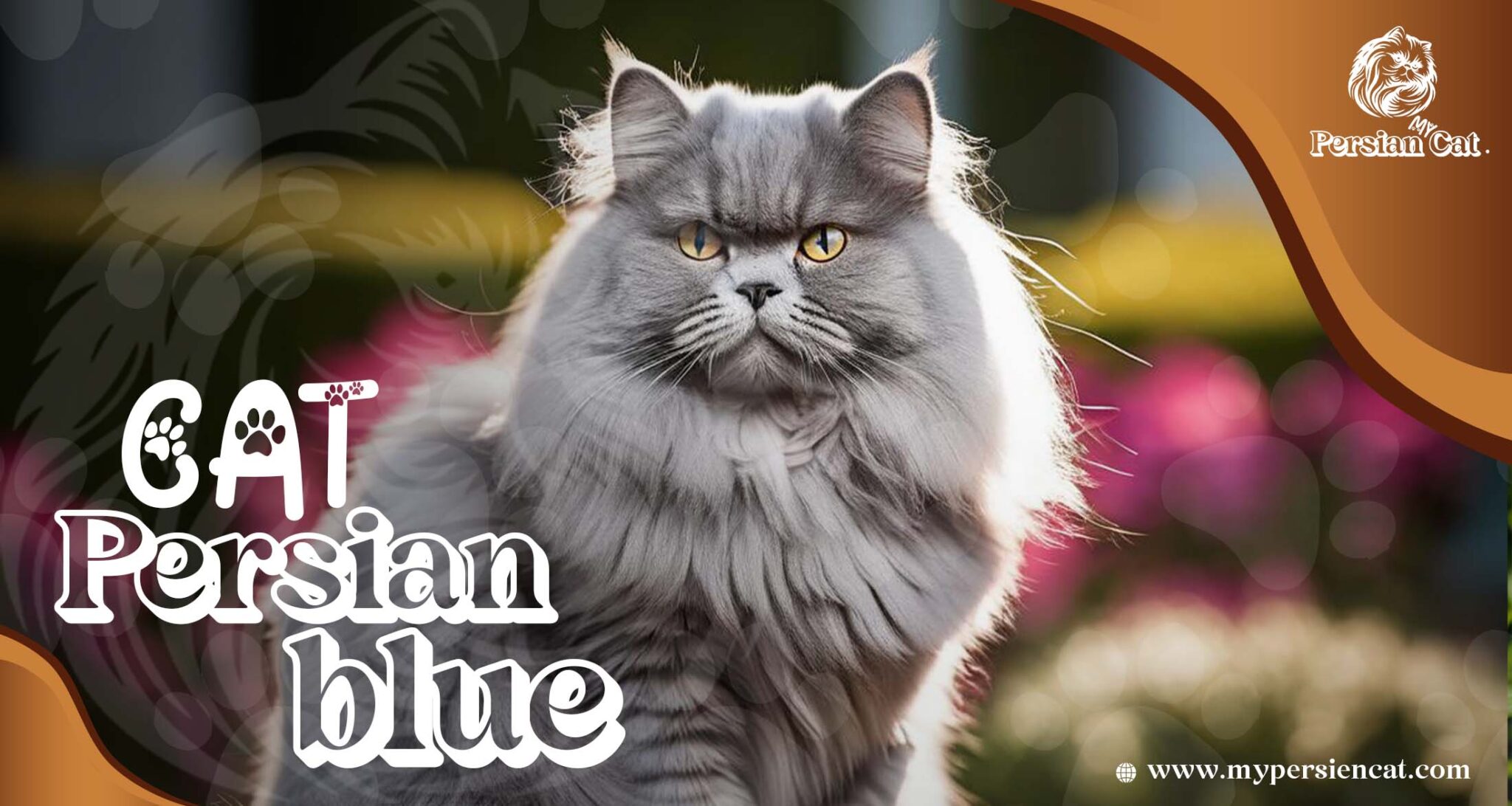 Cat Persian Blue: Amazing The Ultimate Heart Treasure
